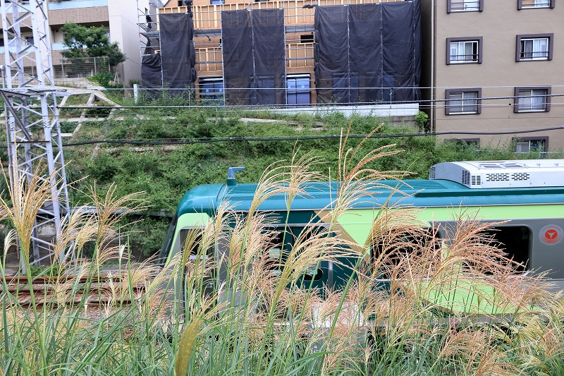 ススキと池上線 - dragon7288の日記