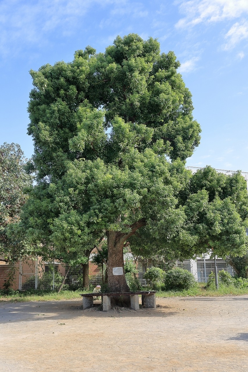 みゆき児童公園（大田区） - dragon7288の日記