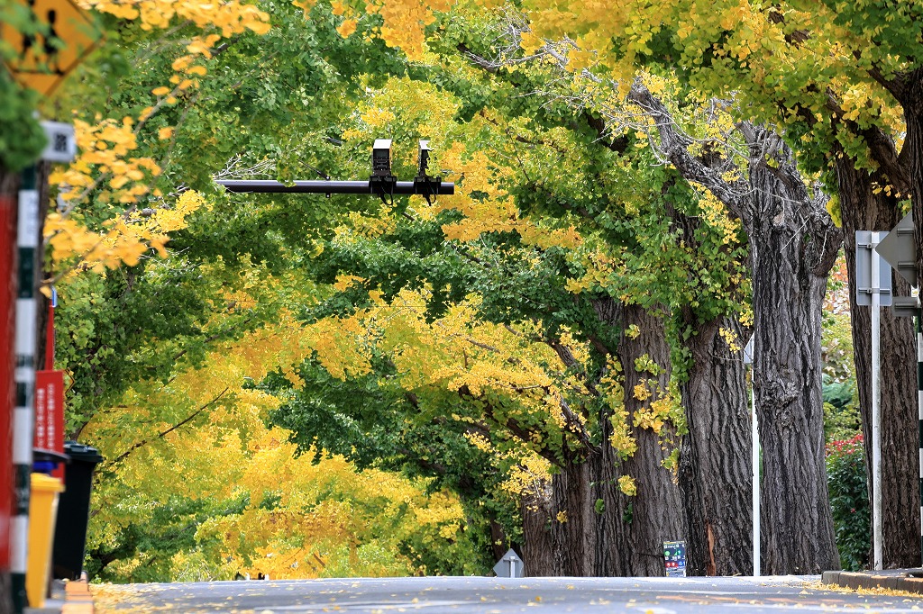 田園調布のイチョウ並木の黄葉 - dragon7288の日記
