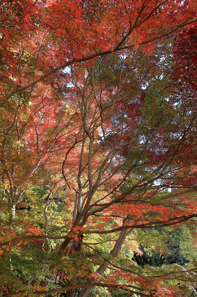 せせらぎ公園の紅葉を見に - dragon7288の日記