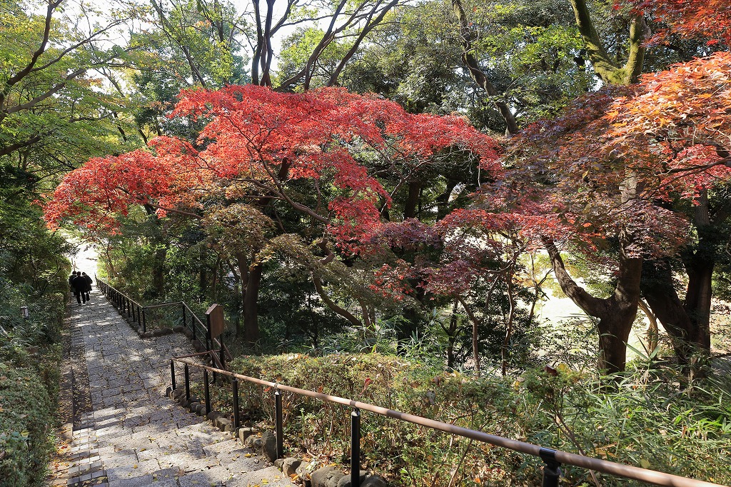 せせらぎ公園の紅葉を見に - dragon7288の日記