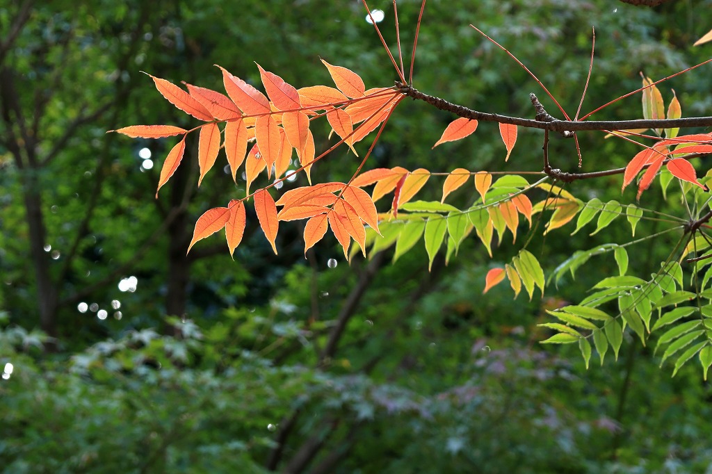 佐伯山緑地（大田区） - dragon7288の日記