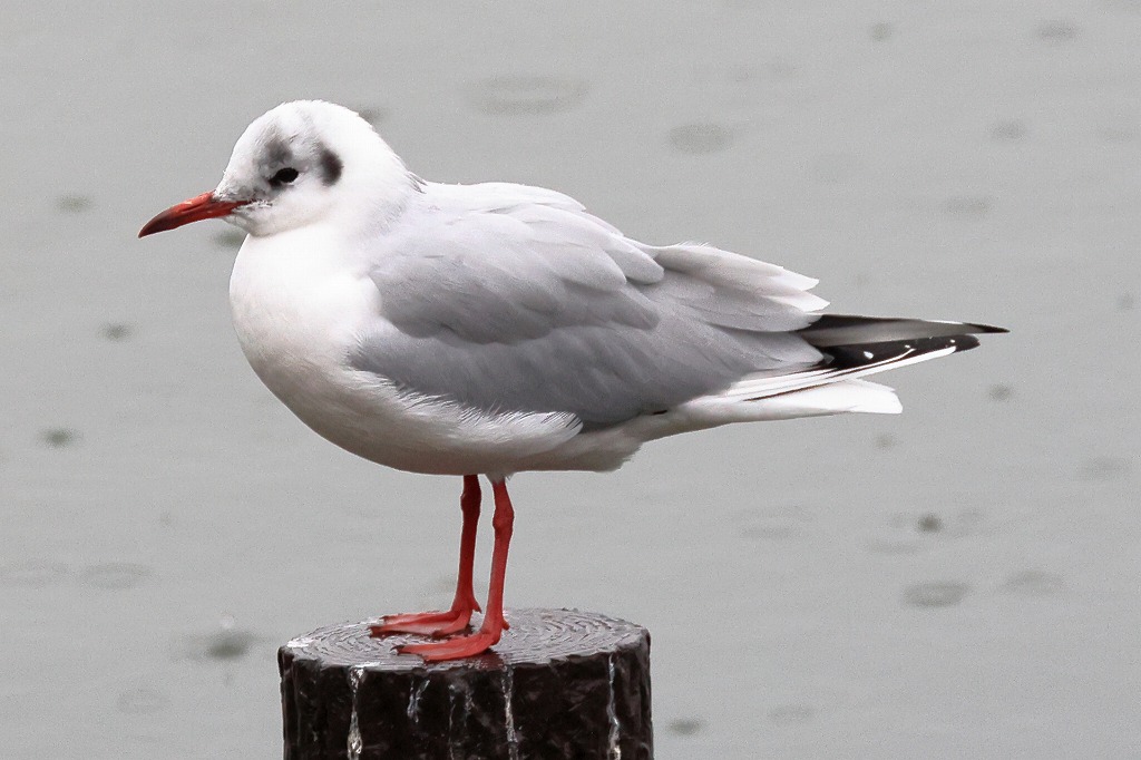 雨の鳥撮り - dragon7288の日記
