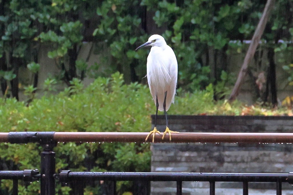 雨の鳥撮り - dragon7288の日記