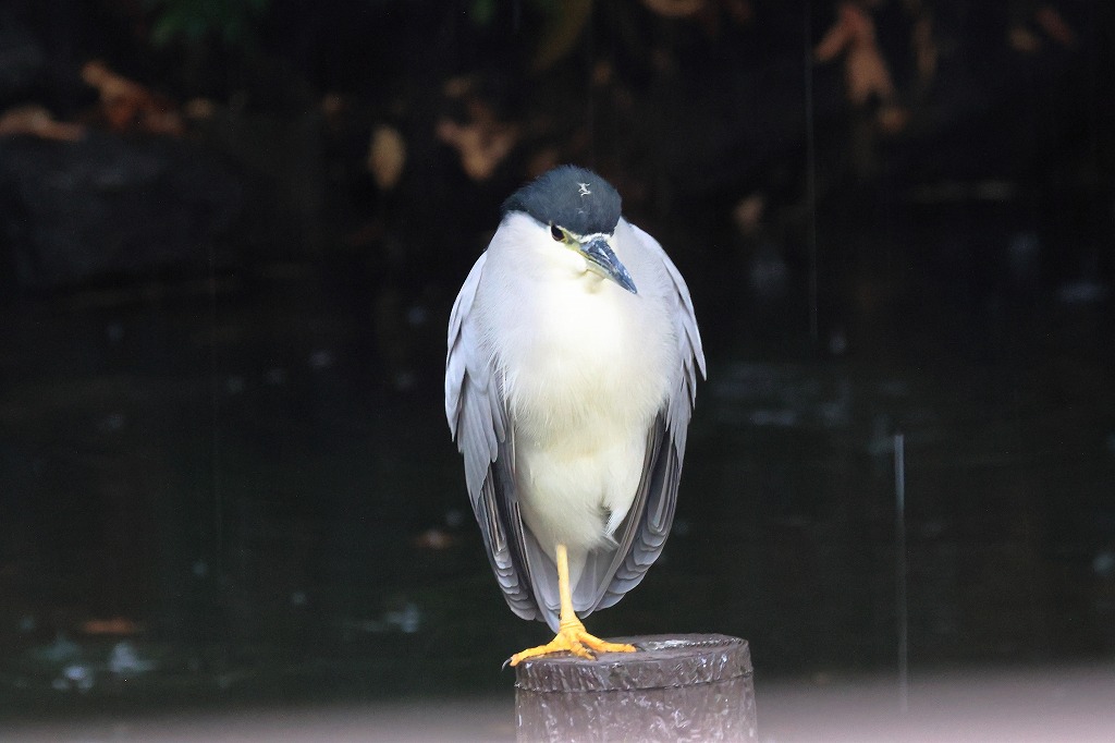 雨の鳥撮り - dragon7288の日記