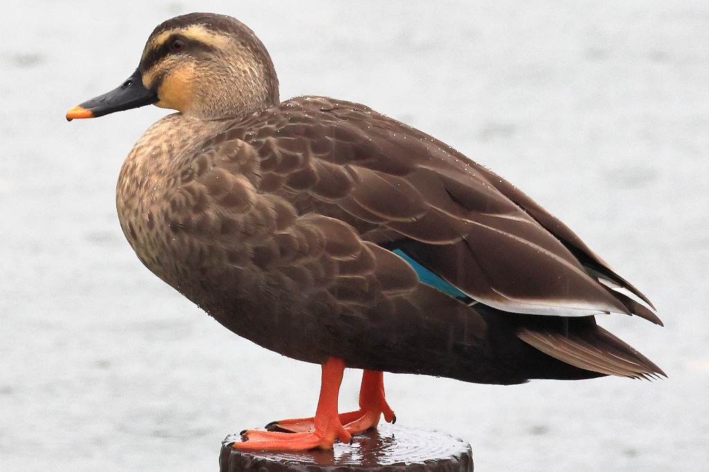 雨の鳥撮り - dragon7288の日記