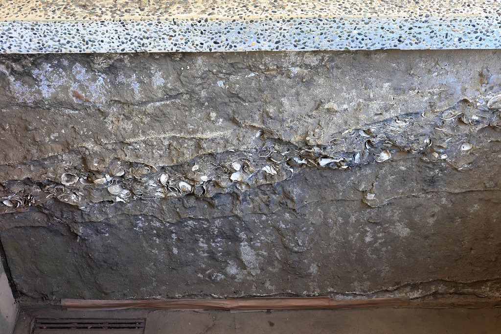 大森貝塚遺跡庭園（品川区） - dragon7288の日記