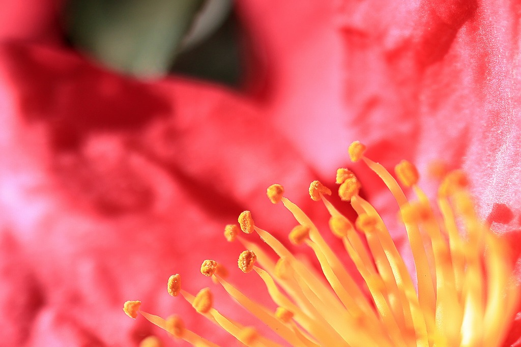 東京科学大学構内の 山茶花並木 - dragon7288の日記