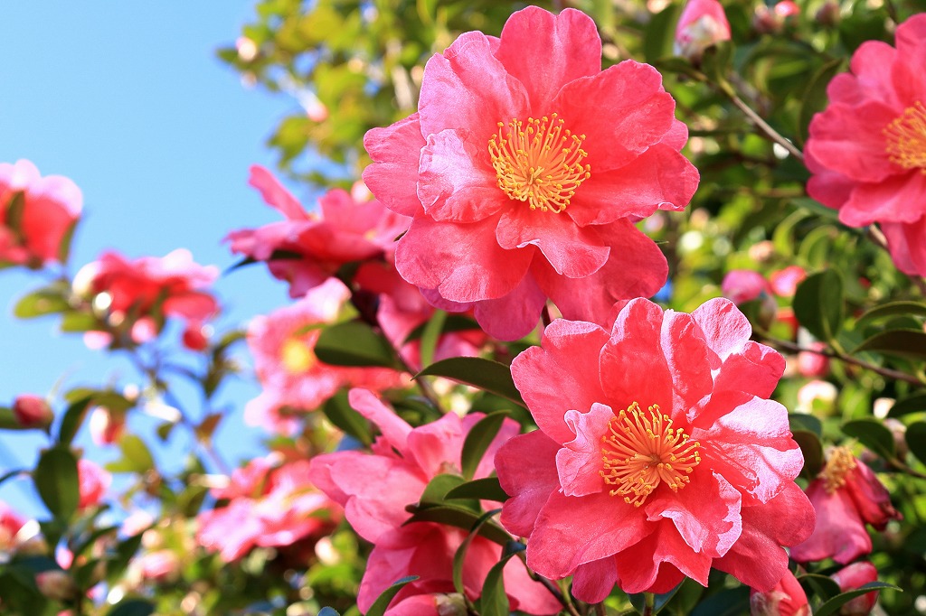 東京科学大学構内の 山茶花並木 - dragon7288の日記