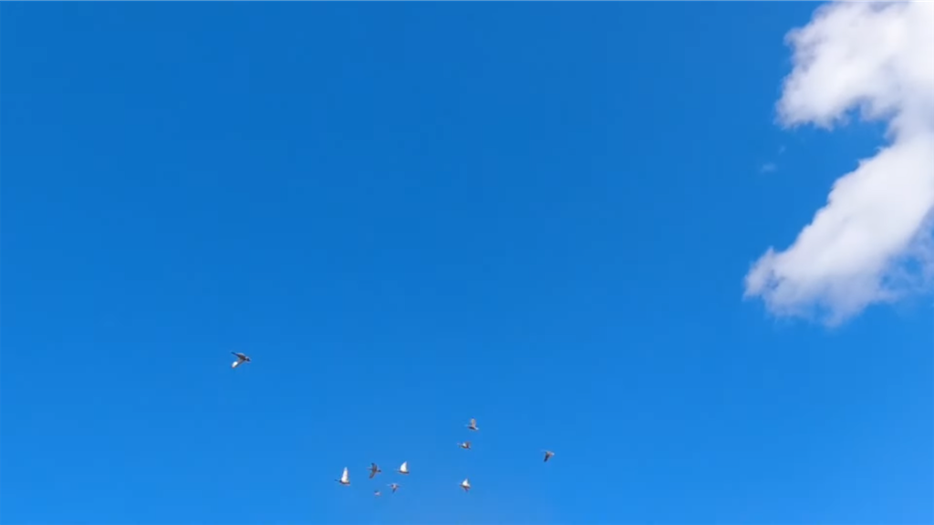 年明け鴨猟！ - Style by dreadnote