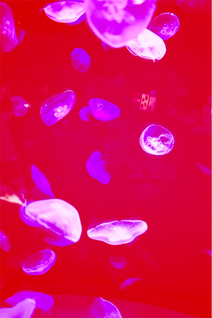 水族館の写真 - Style by dreadnote