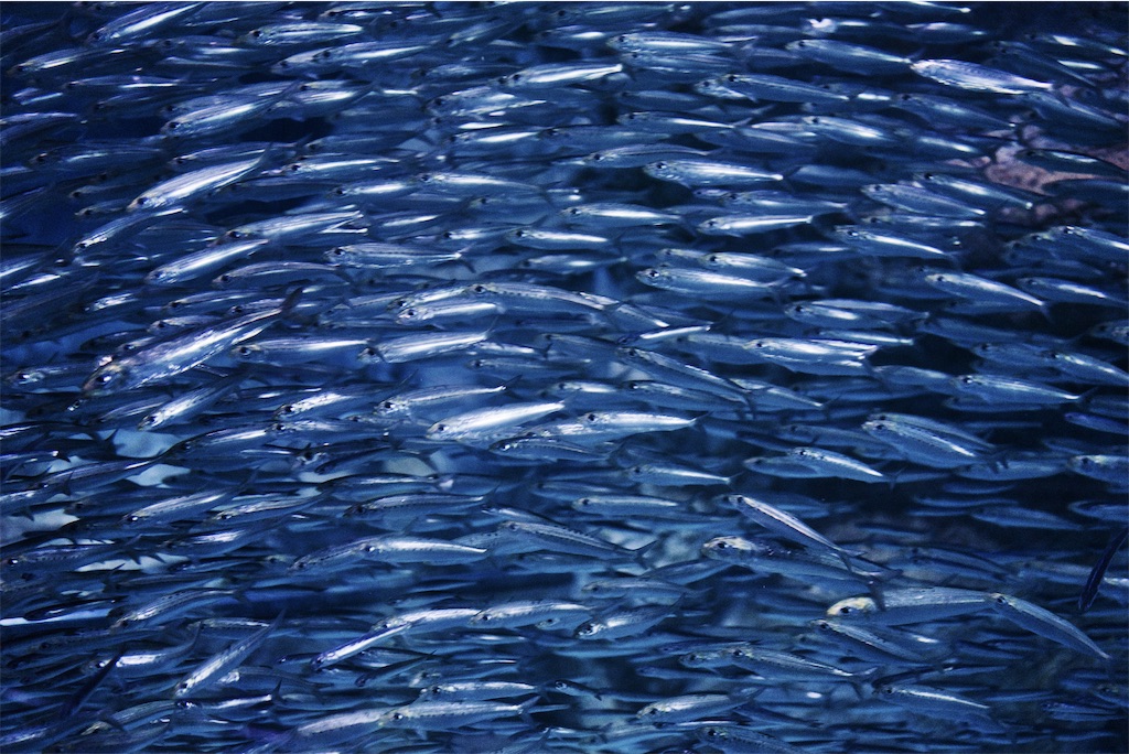 水族館の写真 - Style by dreadnote