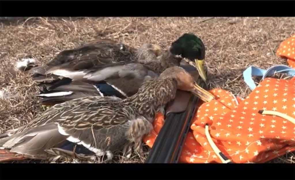 本気の鴨猟をお見せします！ - Style by dreadnote