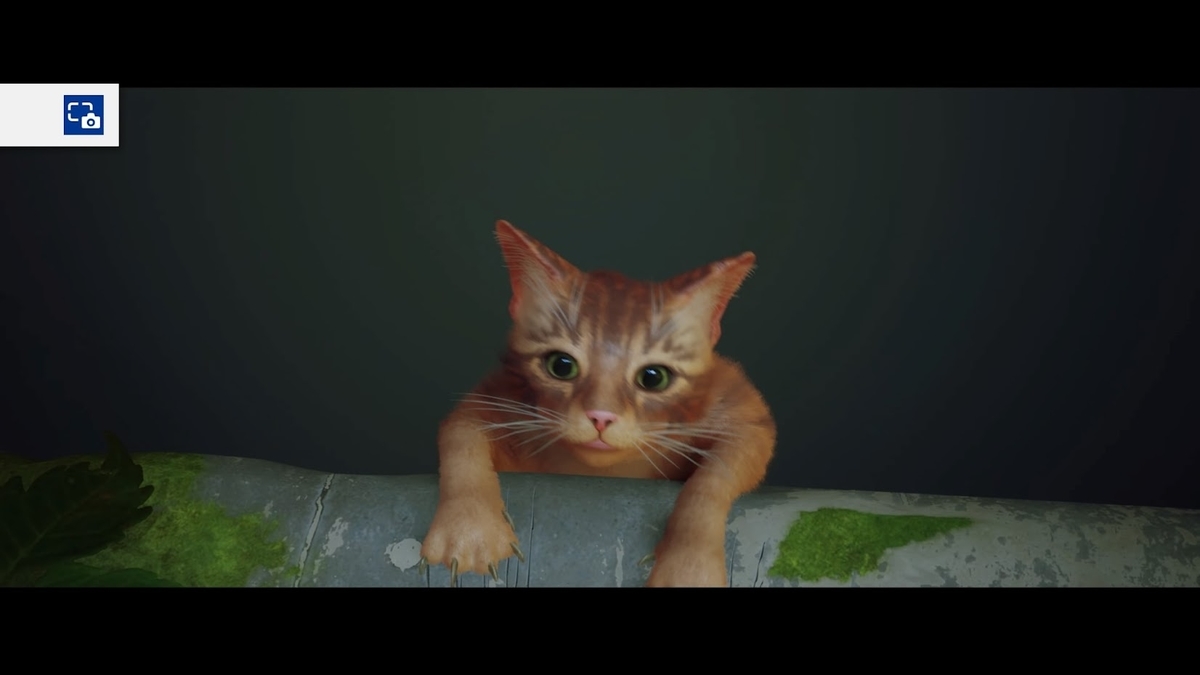 個別「20230114131712」の写真、画像 - Stray - e-poko's fotolife