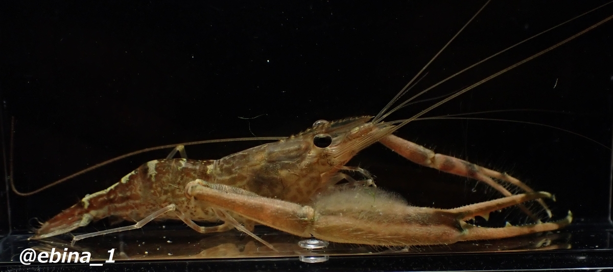 オオテナガエビ Macrobrachium grandimanus - Crazy Shrimp