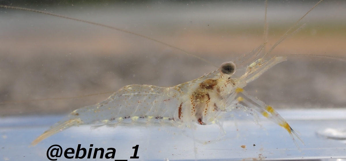 オオテナガエビ Macrobrachium grandimanus - Crazy Shrimp