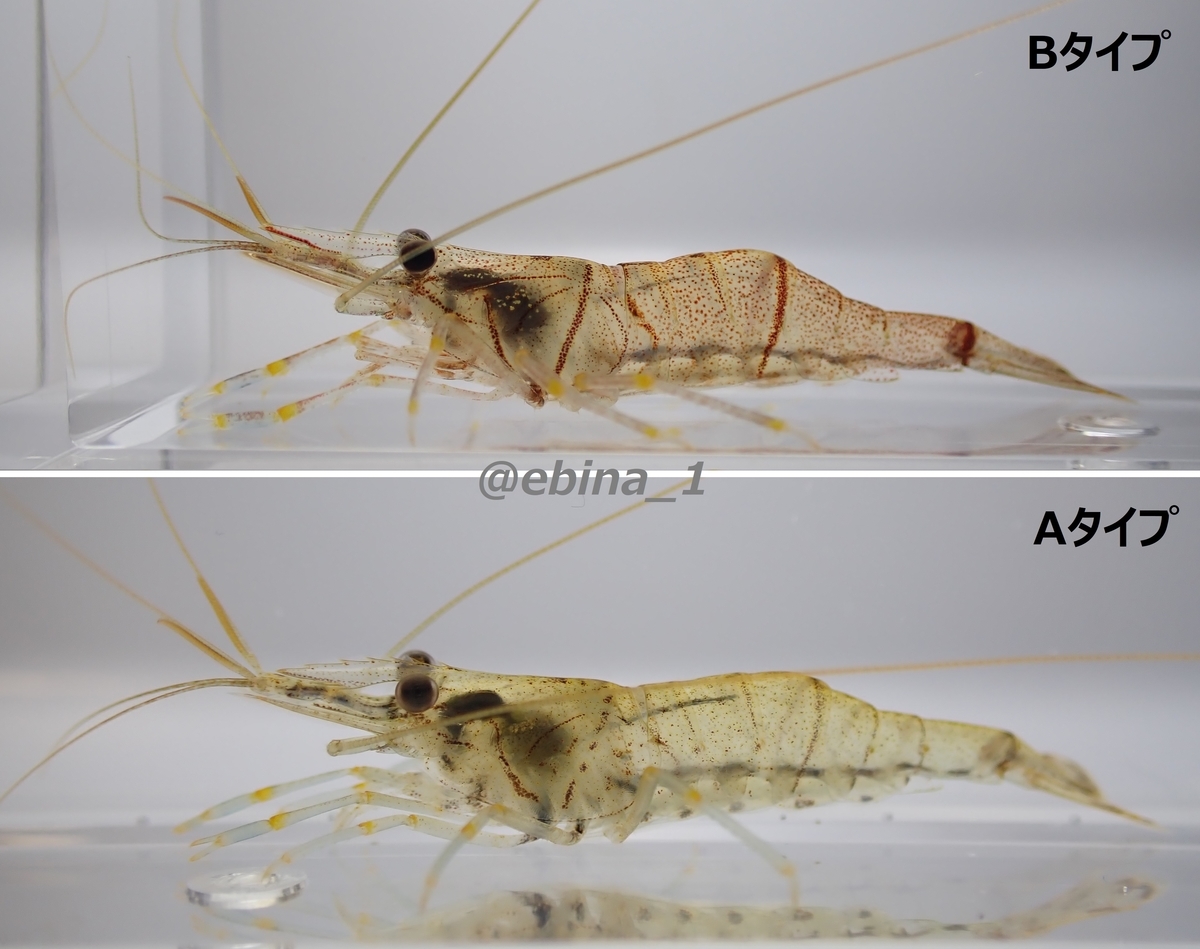 スジエビ Bタイプ Palaemon sp. - Crazy Shrimp
