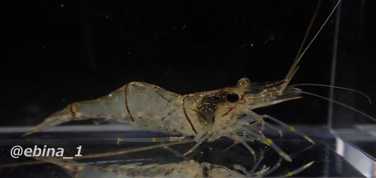 スジエビ Bタイプ Palaemon sp. - Crazy Shrimp