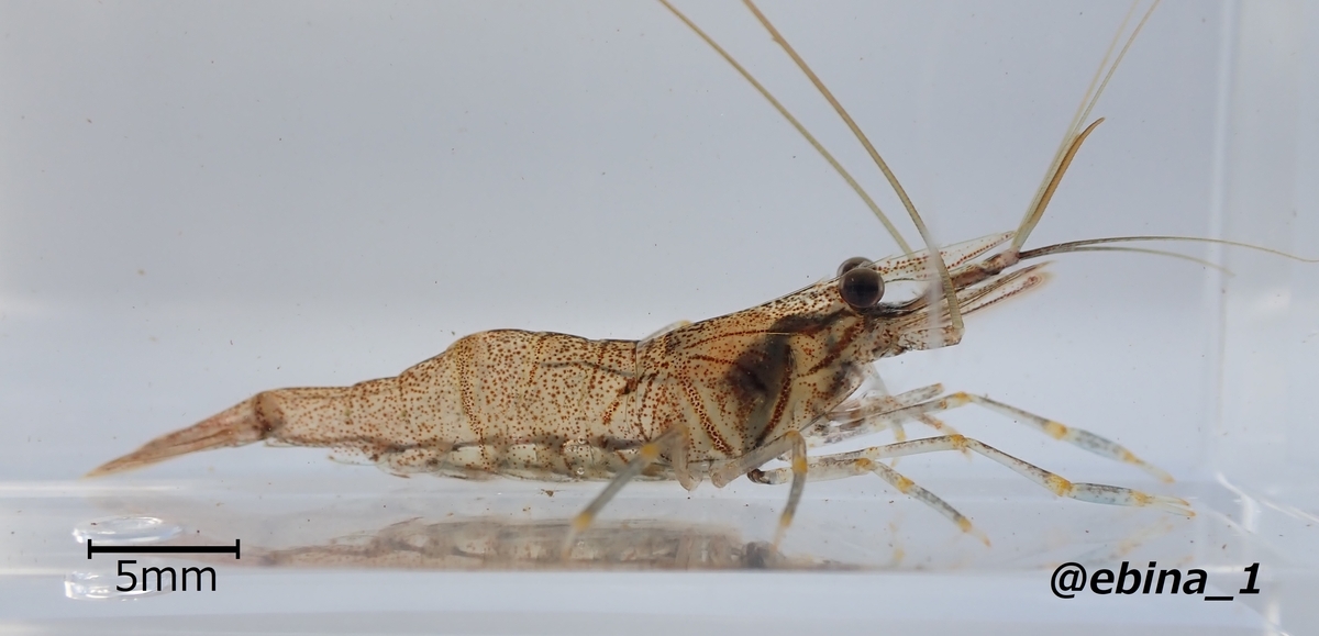 スジエビ Bタイプ Palaemon sp. - Crazy Shrimp