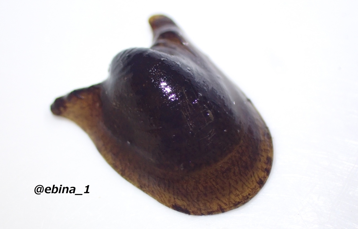 石垣島の採集記録 ① ガサガサで珍しい生き物が続々！ - Crazy Shrimp