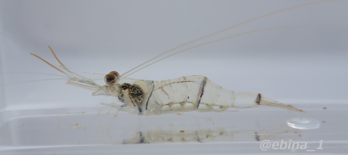 スジエビ Cタイプ Palaemon sp. - Crazy Shrimp
