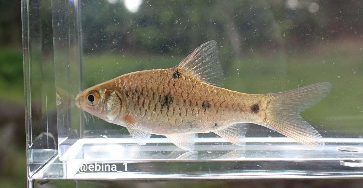 世界川エビ紀行 #06 ~ Sarawak - 1 - Crazy Shrimp