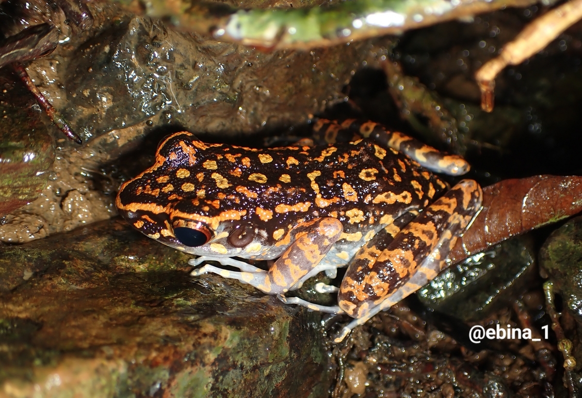世界川エビ紀行 #09 ~ Sarawak - 4 - Crazy Shrimp