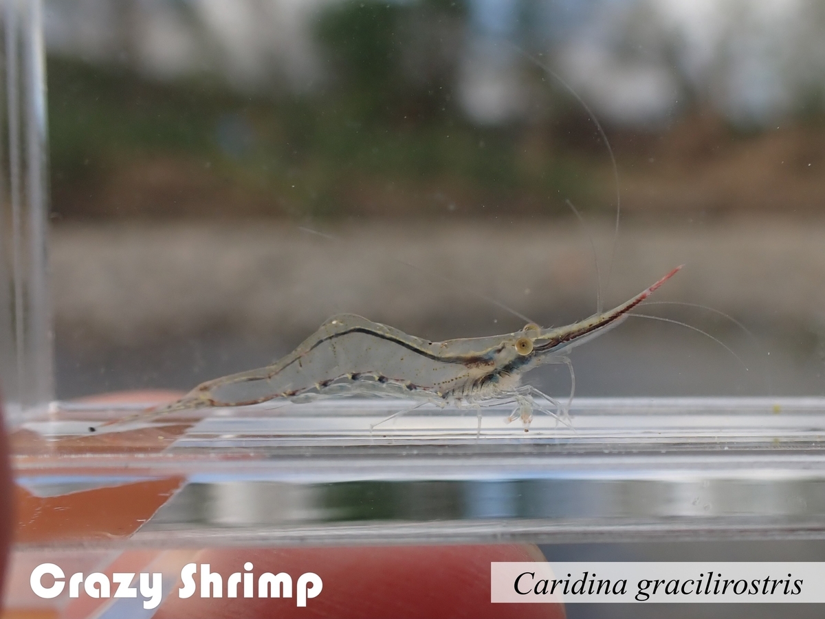 Crazy Shrimp