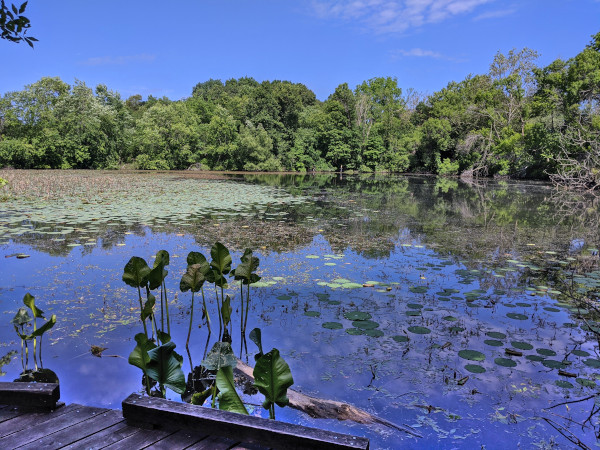 Fresh Pond Reservation - 頬杖日記