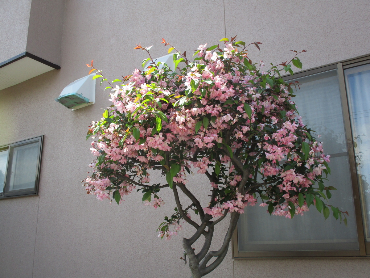 えぃじーちゃんのぶらり旅ブログ～コロナで足止め 北海道石狩市ときどき札幌市編20200530 - eiji-chan’s blog