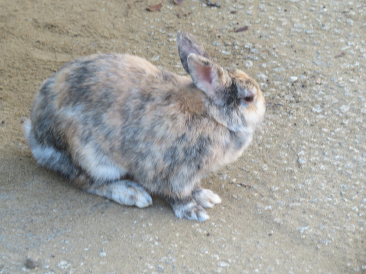 えぃじーちゃんのぶらり旅ブログ石川県加賀(かが)市20231024(No756) - eiji-chan’s blog