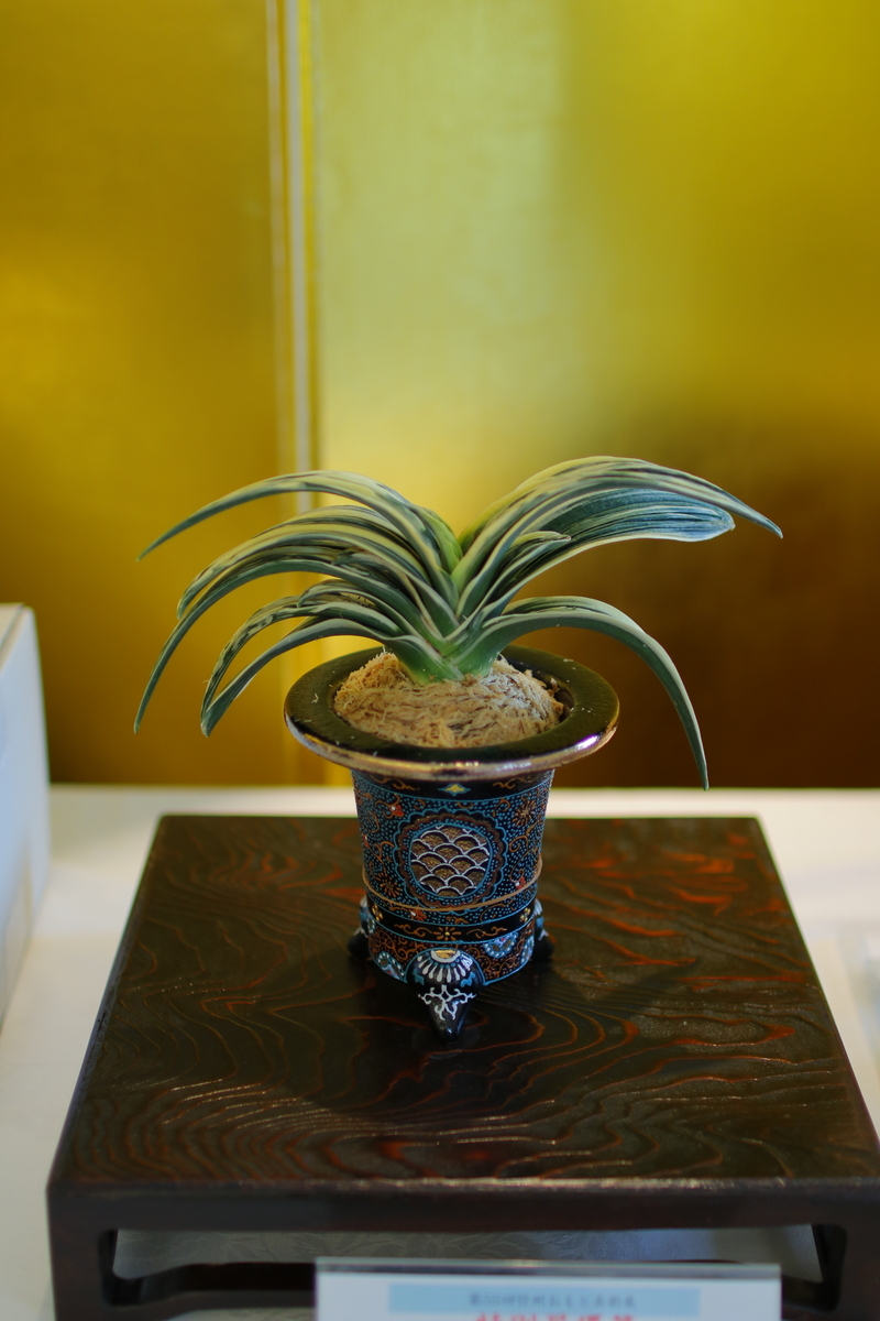 Omoto Japanese Proud Traditional Ornamental Plants - engei japan