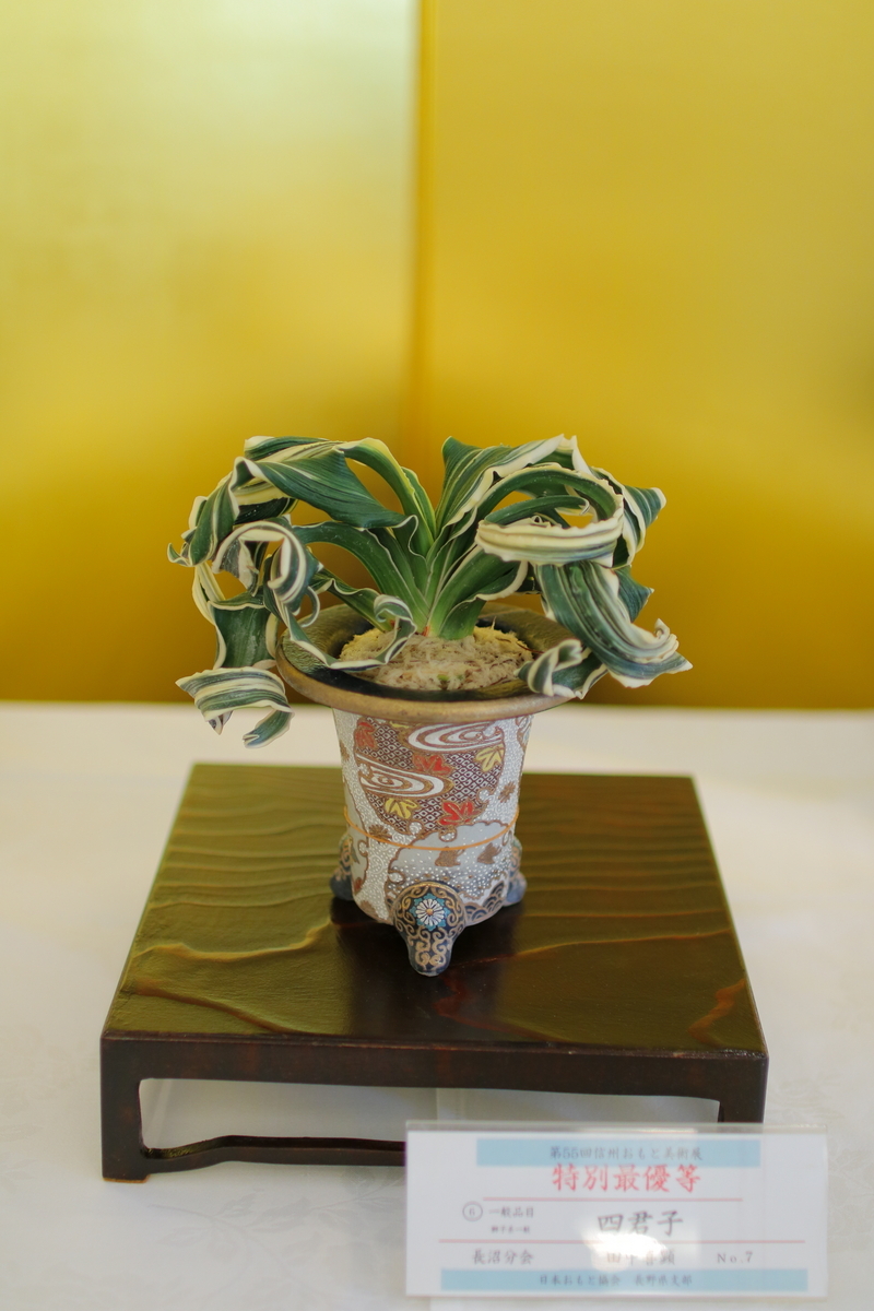 Omoto Japanese Proud Traditional Ornamental Plants - engei japan