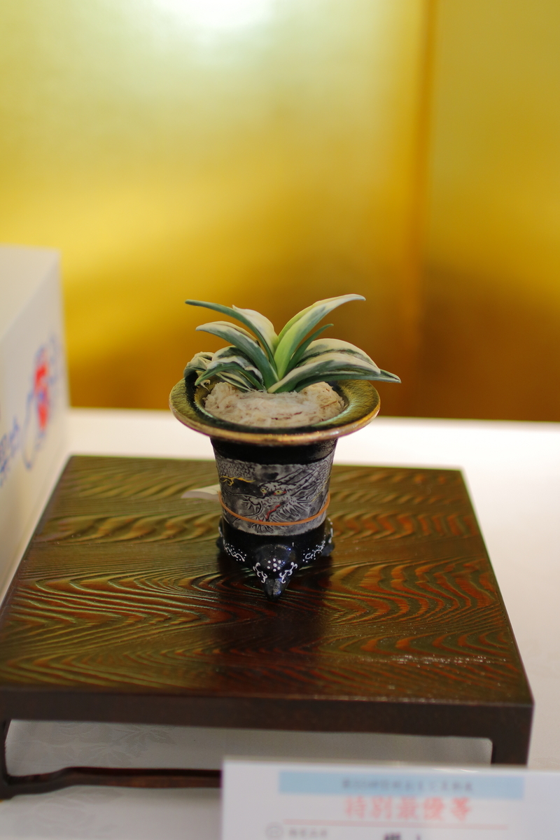 Omoto Japanese Proud Traditional Ornamental Plants - engei japan