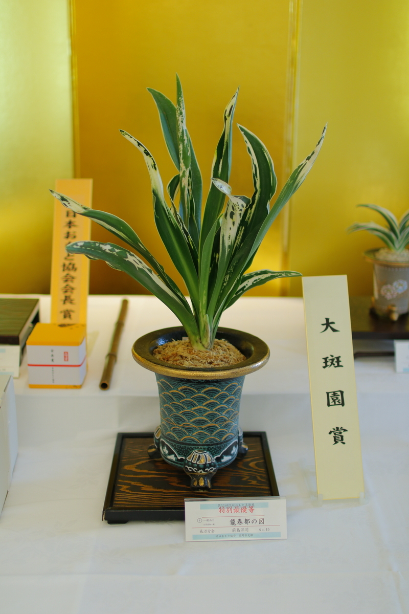 Omoto Japanese Proud Traditional Ornamental Plants - engei japan