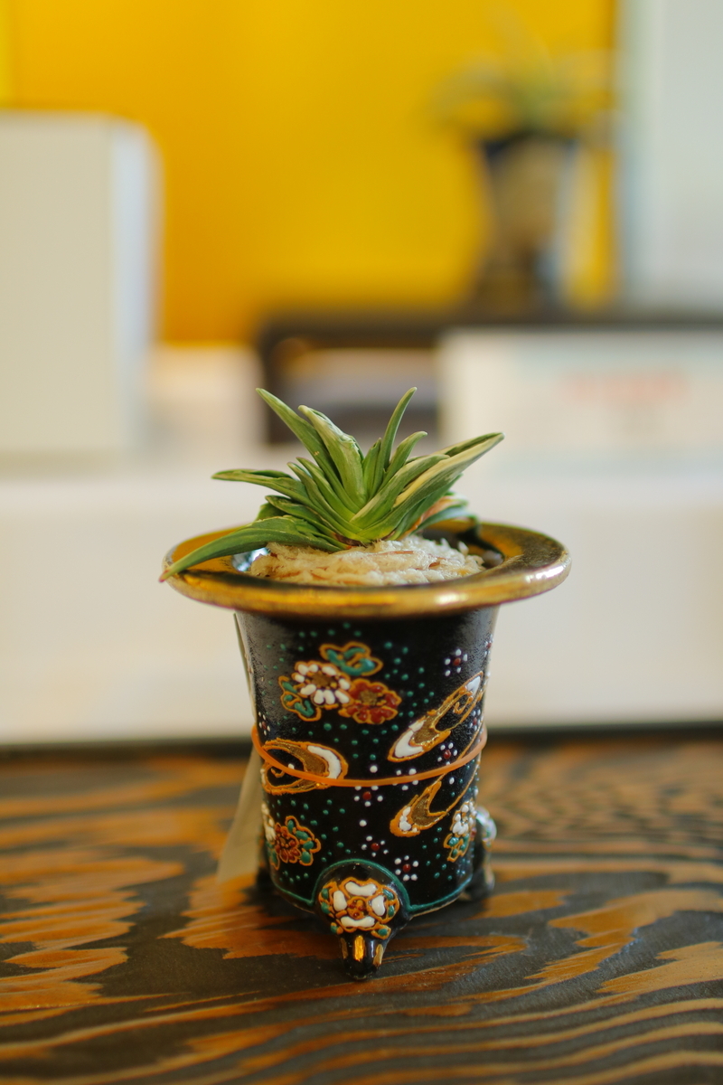 Omoto Japanese Proud Traditional Ornamental Plants - engei japan