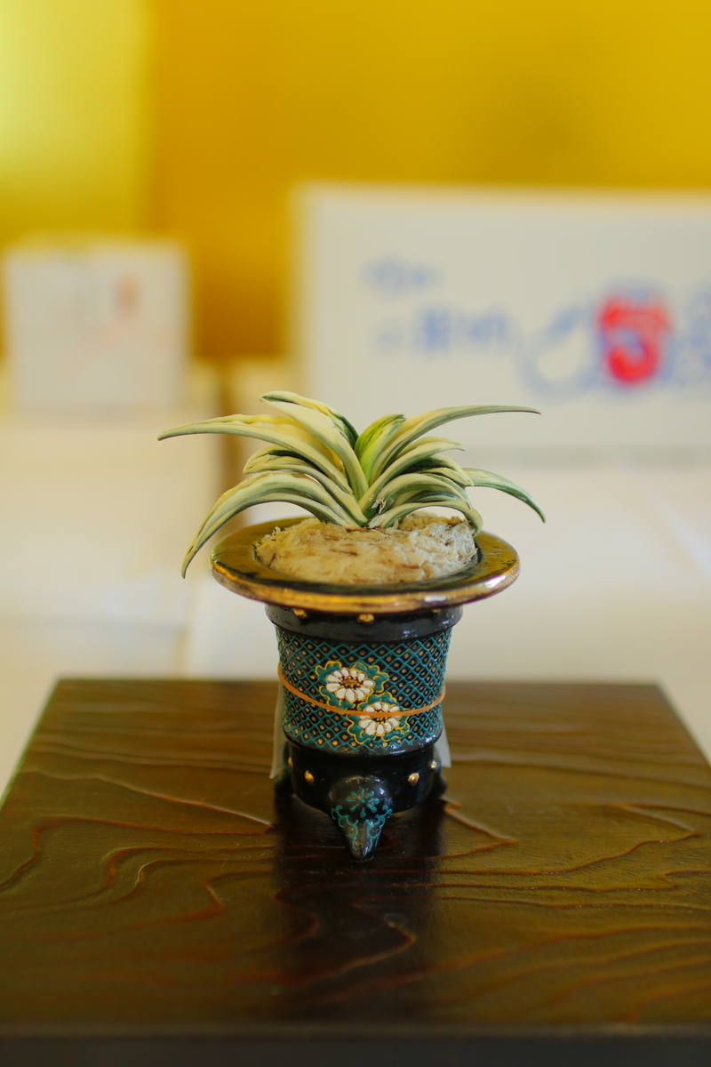 Omoto Japanese Proud Traditional Ornamental Plants - engei japan