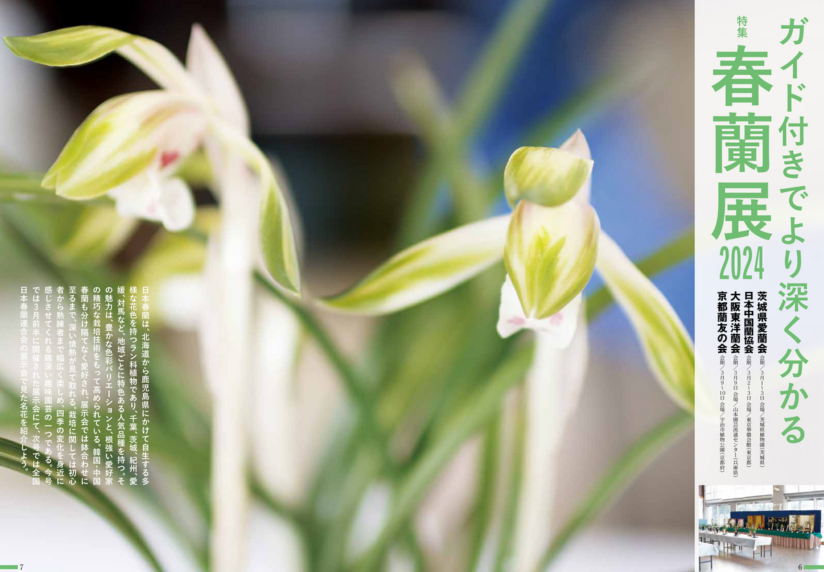 Cymbidium goeringii - engei japan