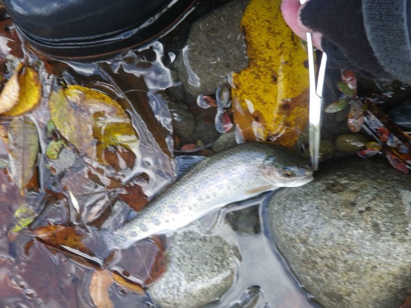 北海道 渚滑川の釣り 20211003 AM～PM / 来年の目標設定 - さっぽろ発 9割がグルメ記事