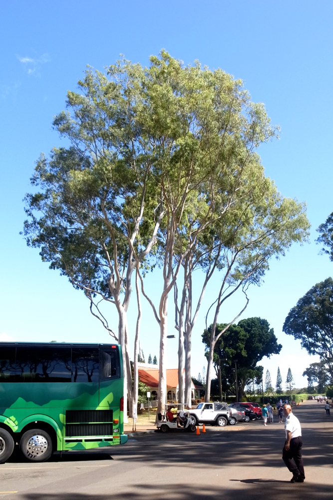 個別「オオバユーカリ（大葉ユーカリ, Swamp mahogany, Eucalyptus robusta）か」の写真、画像 - オアフ島 ...