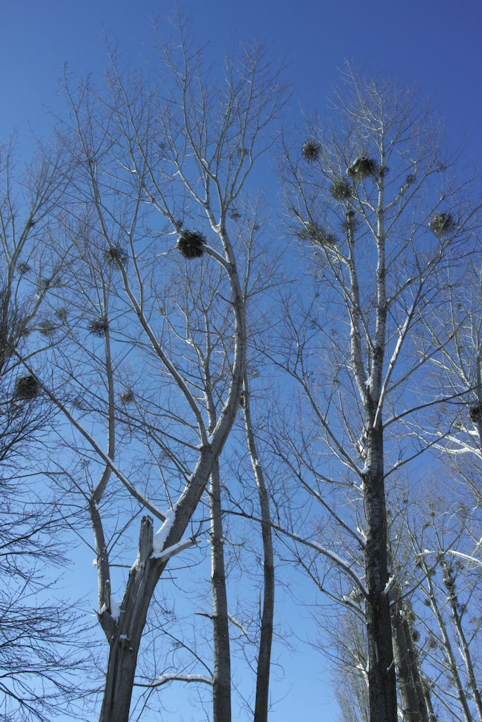 公園 - 記憶の彼方へ