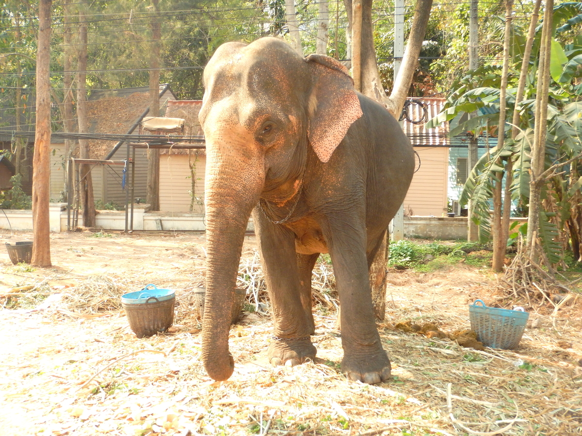 カオヤイ近くのお寺（Wat Tong Ton）と湧水池（Ban Tha Chang Springs）でローカル気分を味わおう - FAR ...