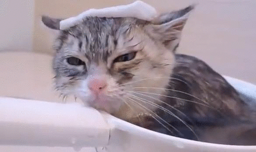 あ～良い湯だにゃ～・・・・気持ち良さそうに風呂に入る可愛い猫GIF画像【猫画像まとめ】 - もふぬこ動画☆画像