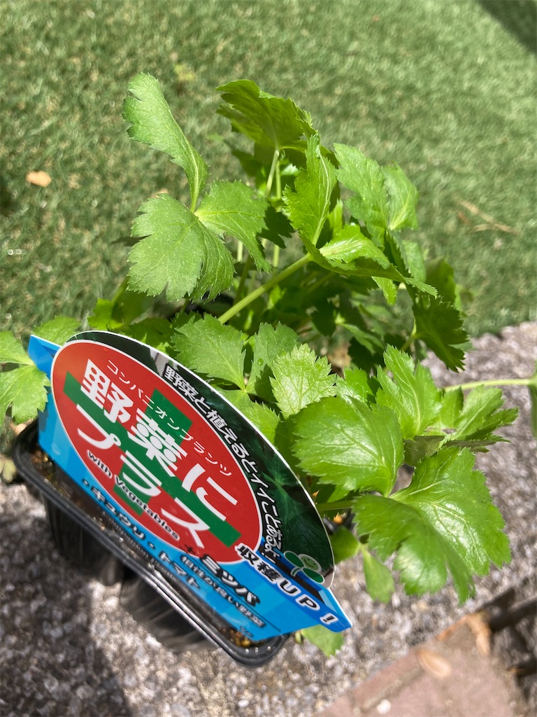 夢みたあとで - 30代のひとりごと