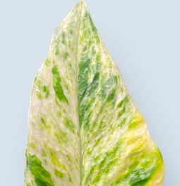 ポトス:オムレット Omelette - ポトス -奇跡の軌跡-