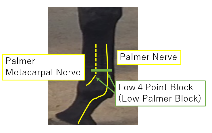 Low 4 point block 後の薬剤の分布(Nagyら EVJ2010年) - 育成馬臨床医のメモ帳