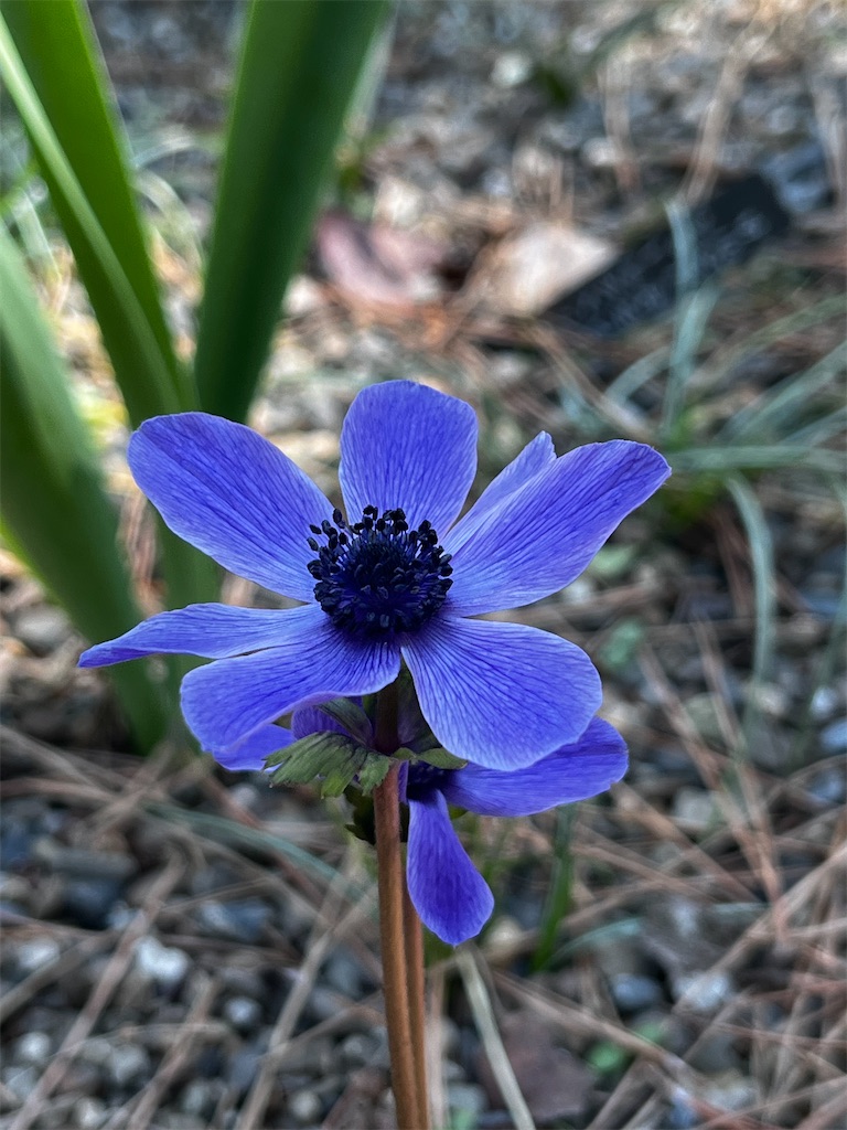 英国式庭園の花 Eririn Rinの そらいろ工房 ☆彡