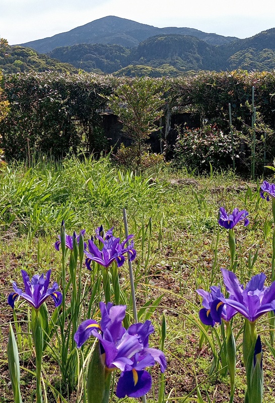 春の花が続々開花 - 続・アルビレオの南端ライフ