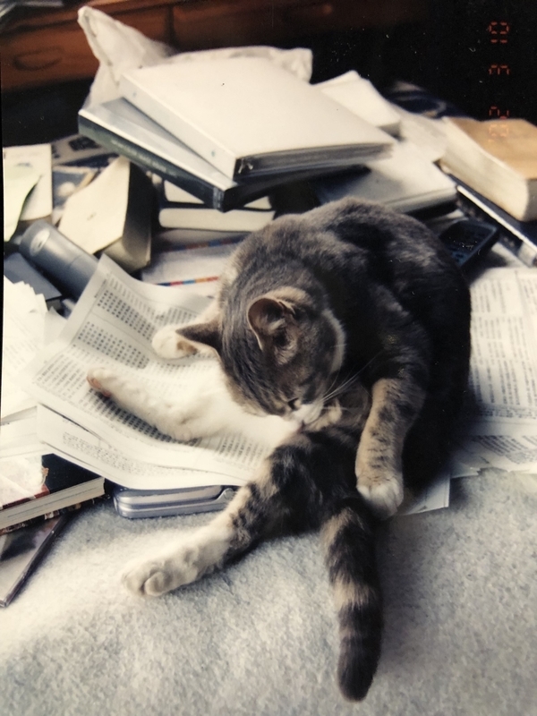 猫のよーこちゃんの写真1。 - fatimariaの日記