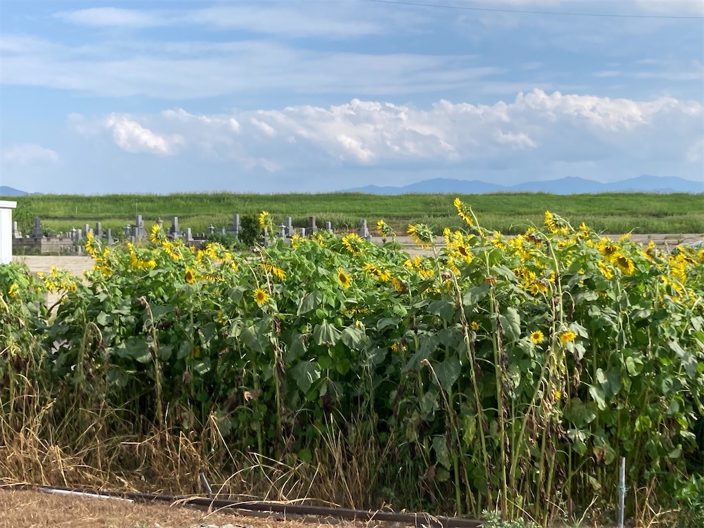 写真。 - fatimariaの日記